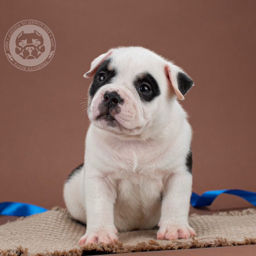 Щенок Американский Булли