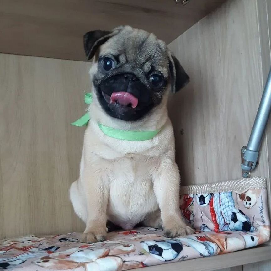 Мопс, щенок