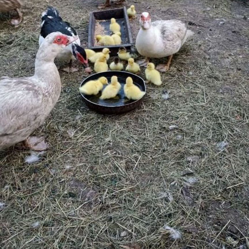 Утята шипуны