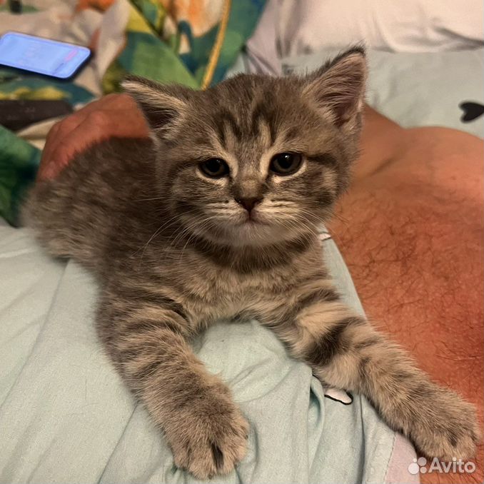 Котенок и кошечка шотландские