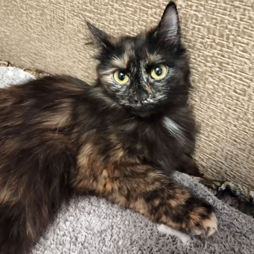 Отдам двух кошек бесплатно