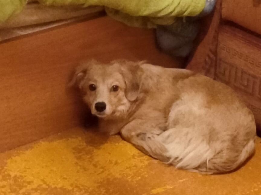 Собака в добрые руки