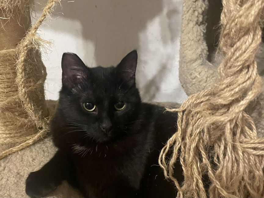 Черная котенок кошка