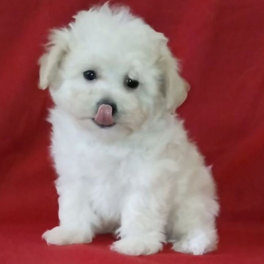 Мальтипу, щенок