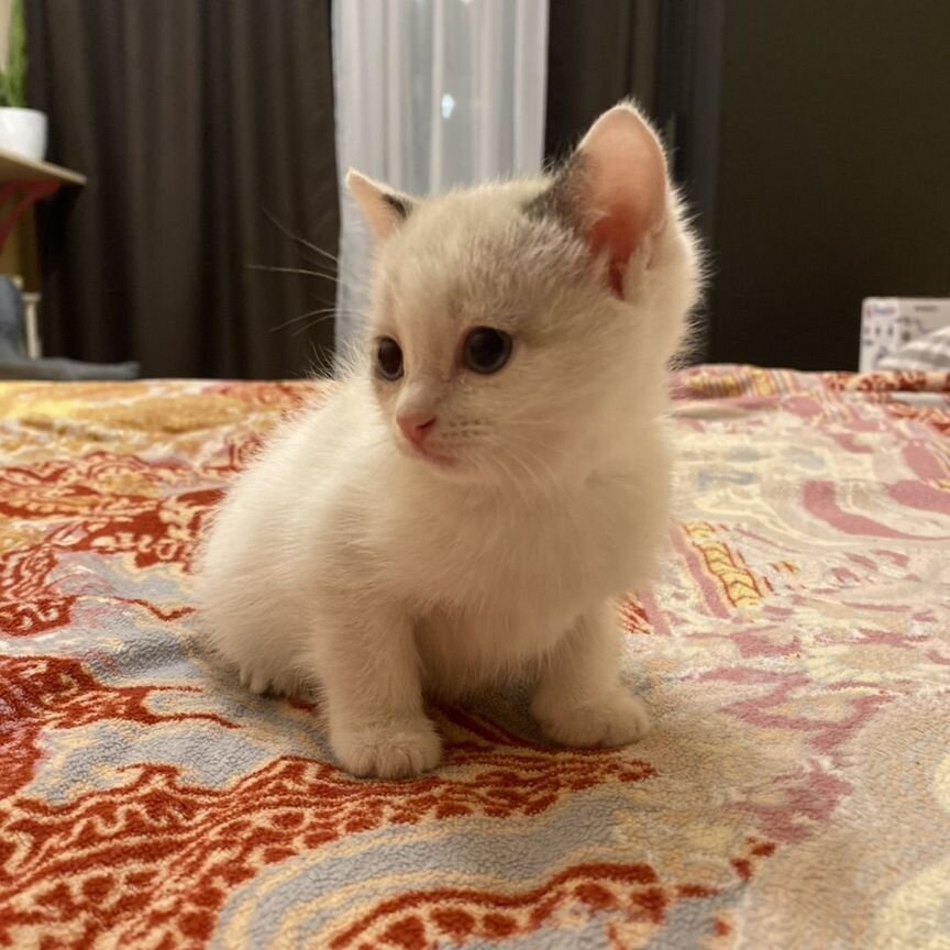 Котенок кошечка 2 месяца