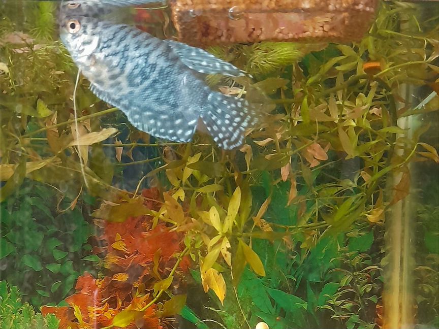 Рыбка гурами