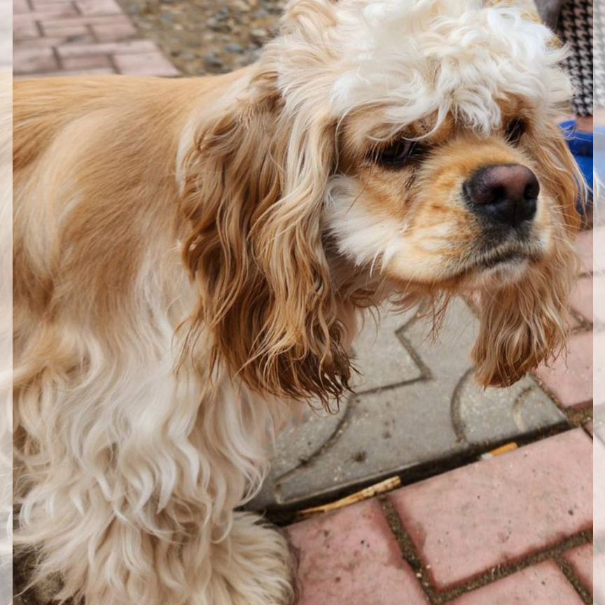 Американский кокер-спаниель, щенок