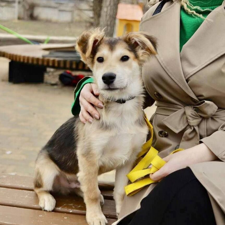 Маленькая собака в добрые руки, щенок в дар