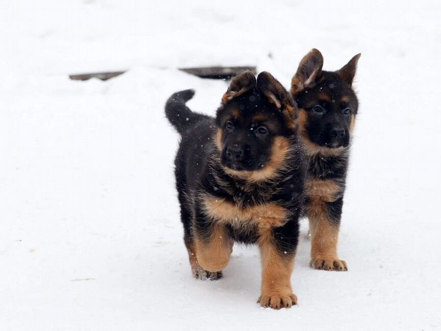 Щенки немецких овчарок -без документов