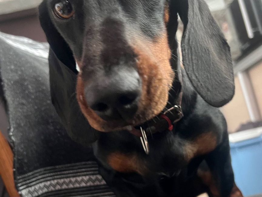 Отдам в добрые руки