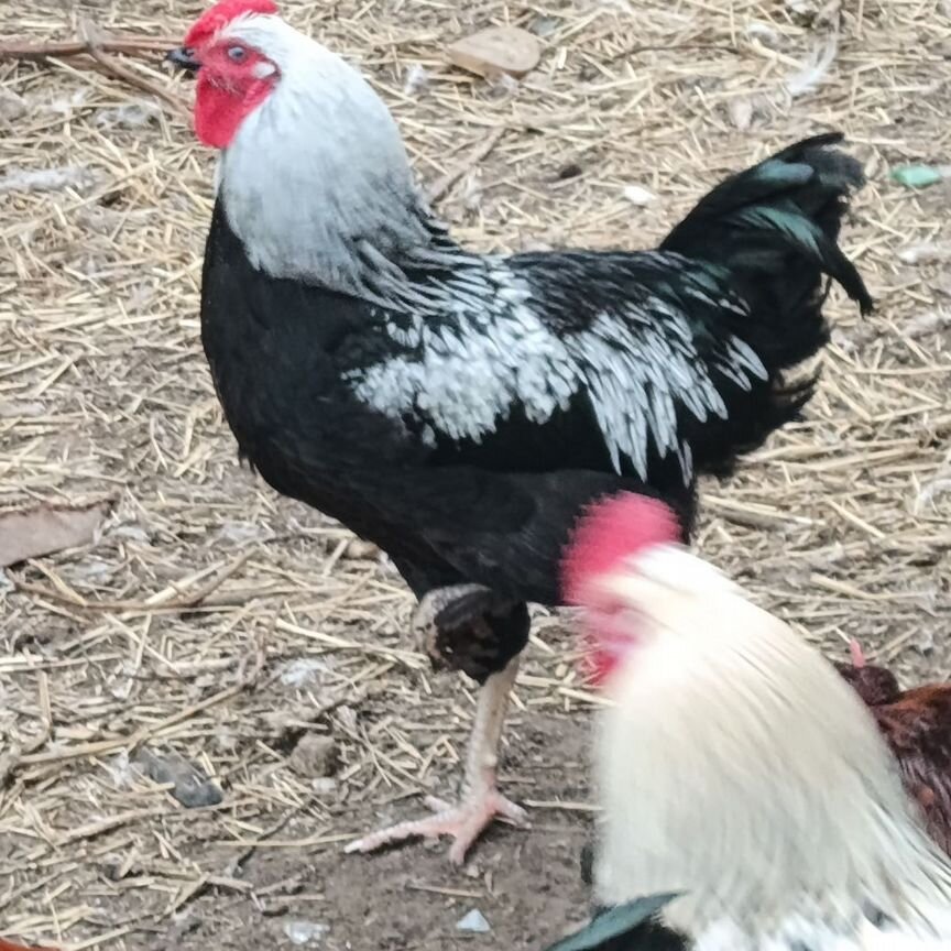 Петушки молодые