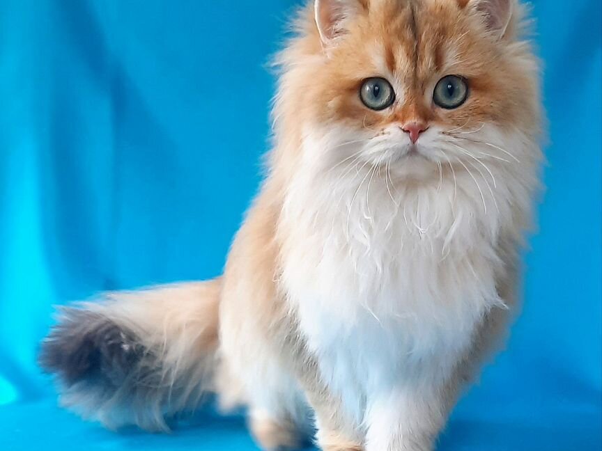 Длинношерстная кошечка