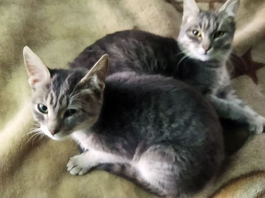 Пристраиваем кошечку и котика 6 мес