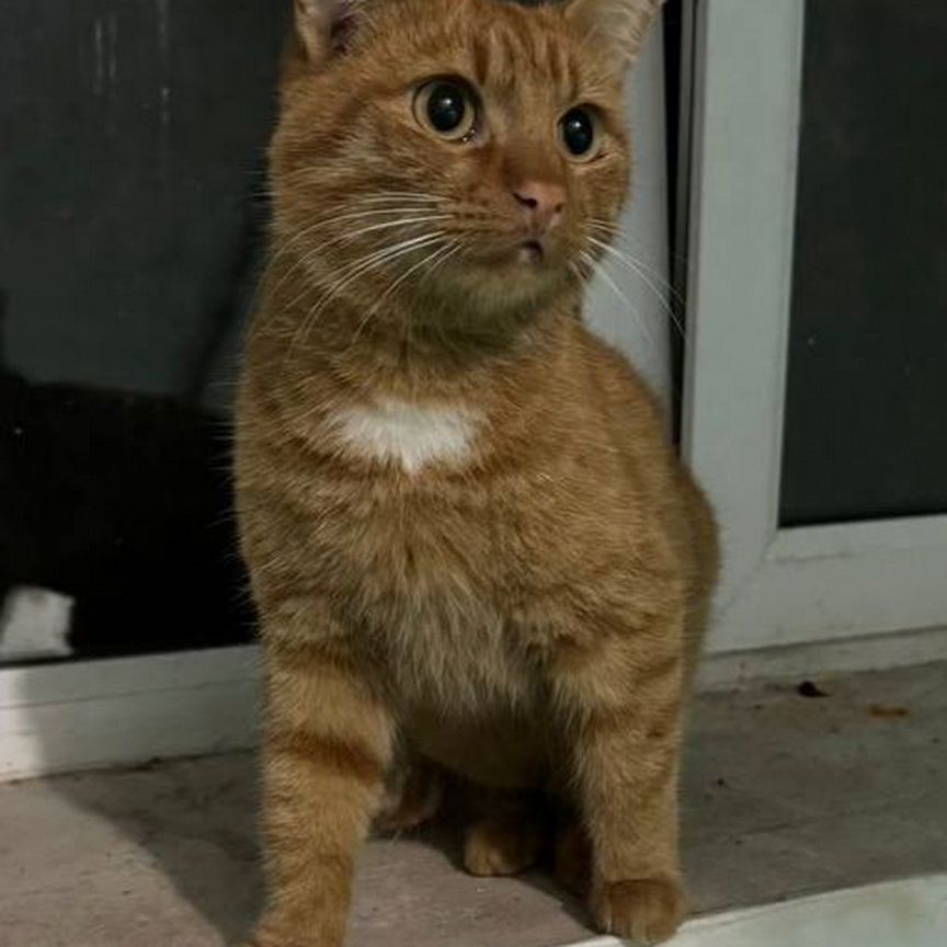 Котик (10 месяцев) ищет хозяина