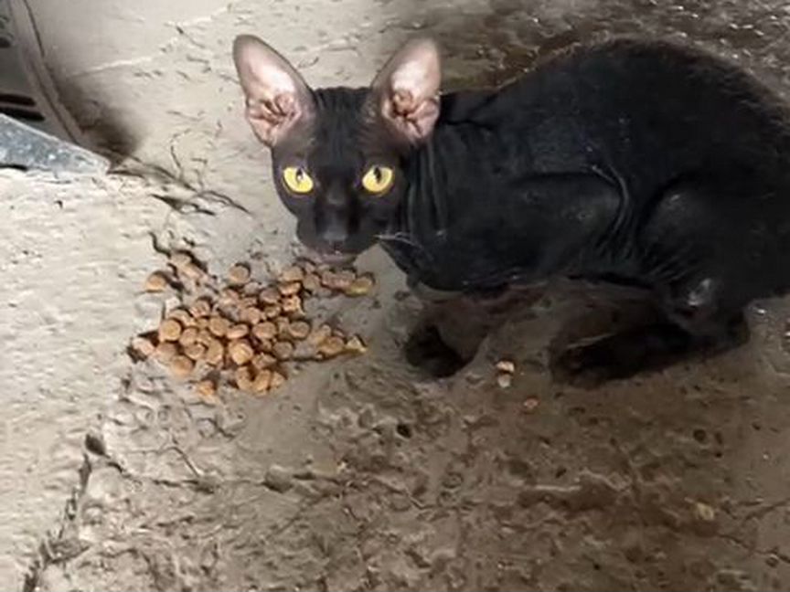 Канадский сфинкс бесплатно