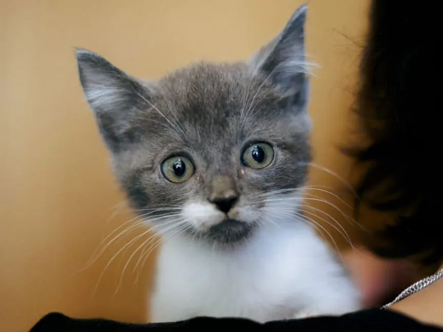 Котенок из приюта Некрасовка