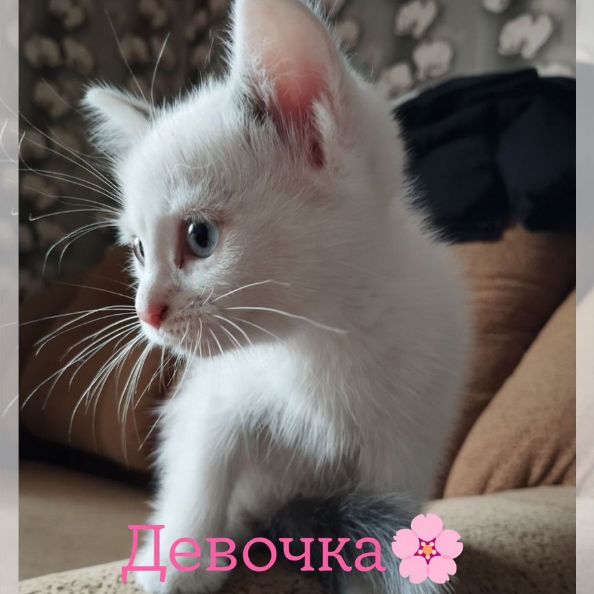 Кошечка в самые добрые руки