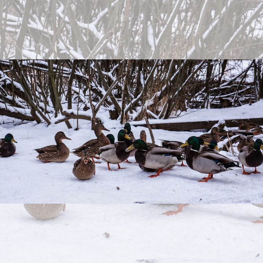 Подсадные утки и селезни