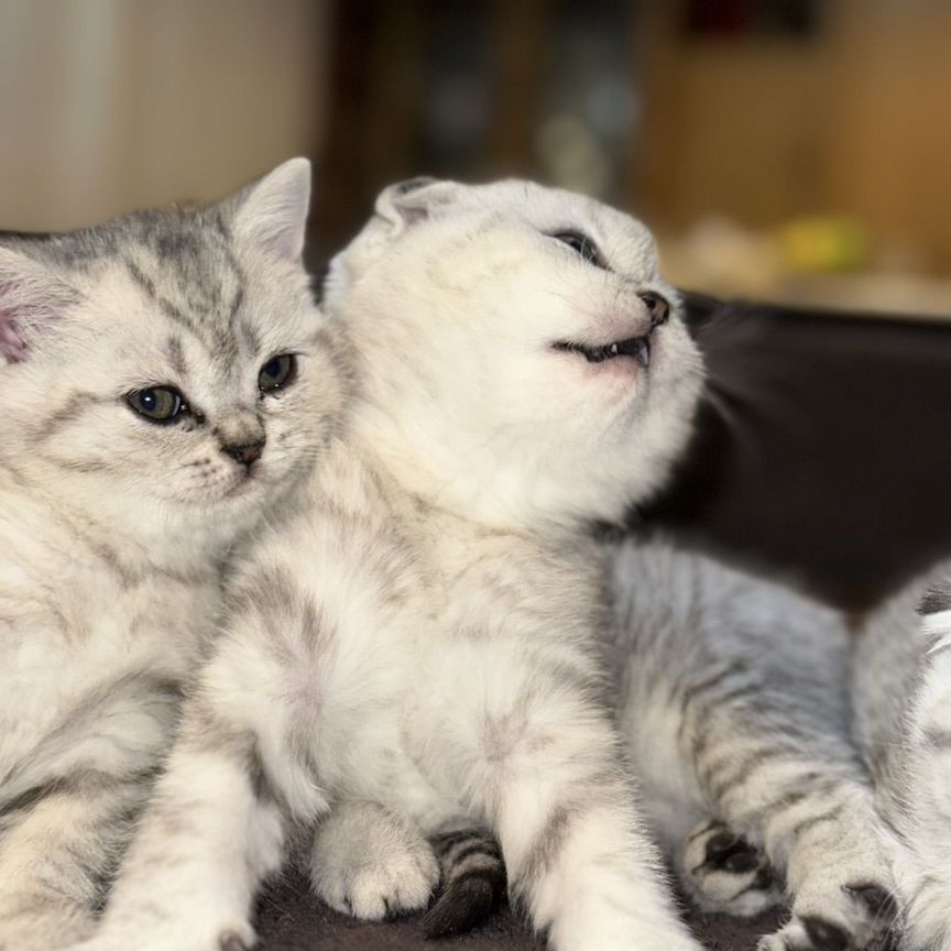 Шотландские котята