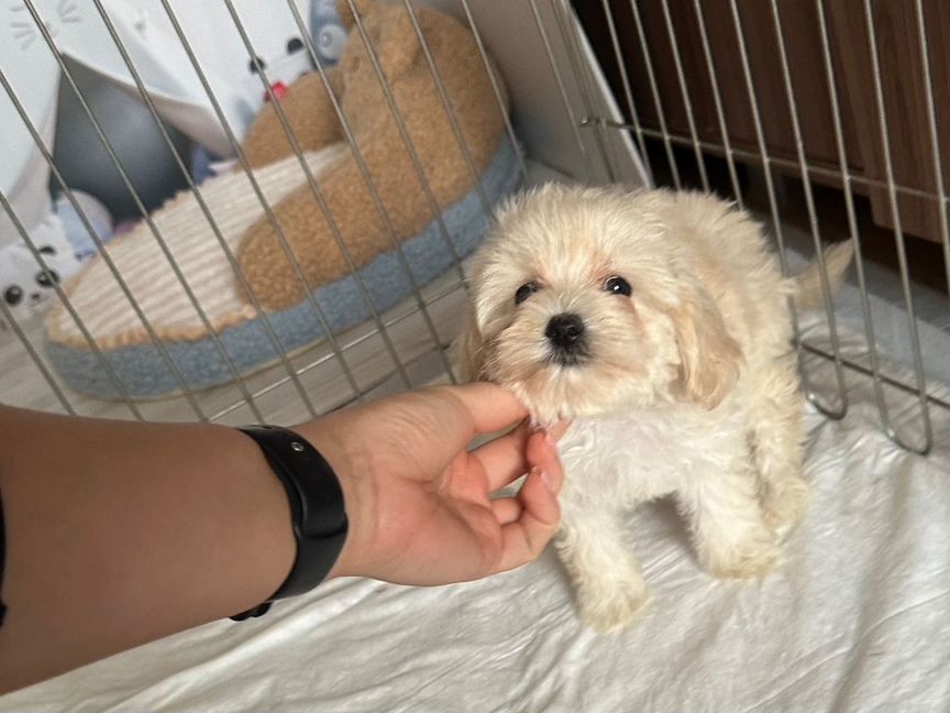 Мальтипу f1 девочка кремовая, родители РКФ