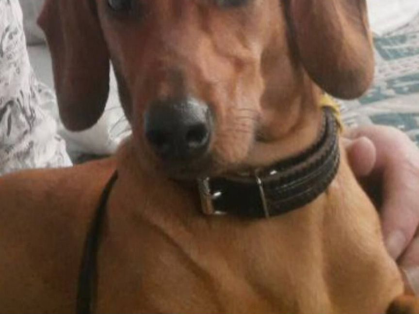 Собачка - потеряшка