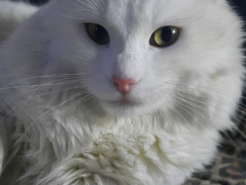 Кот Турецкая ангора