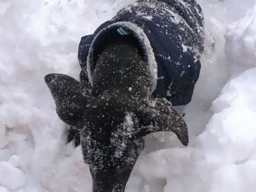 Отдам бесплатно собаку