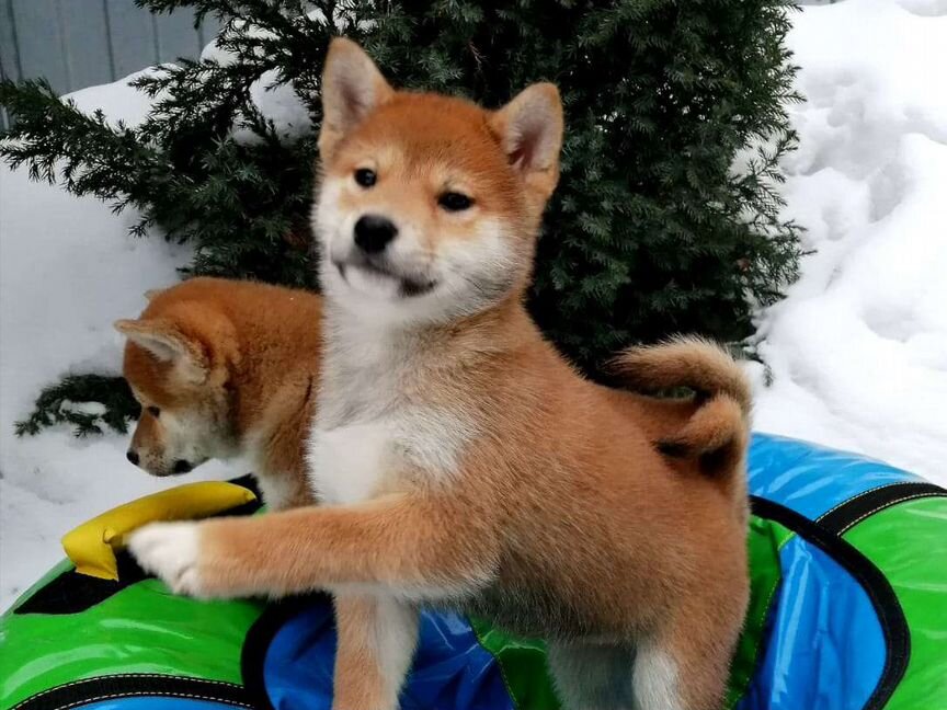 Щенки породы Сиба ину