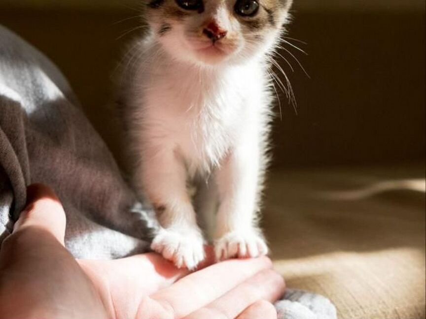 Отдам котенка Нафаню в дар