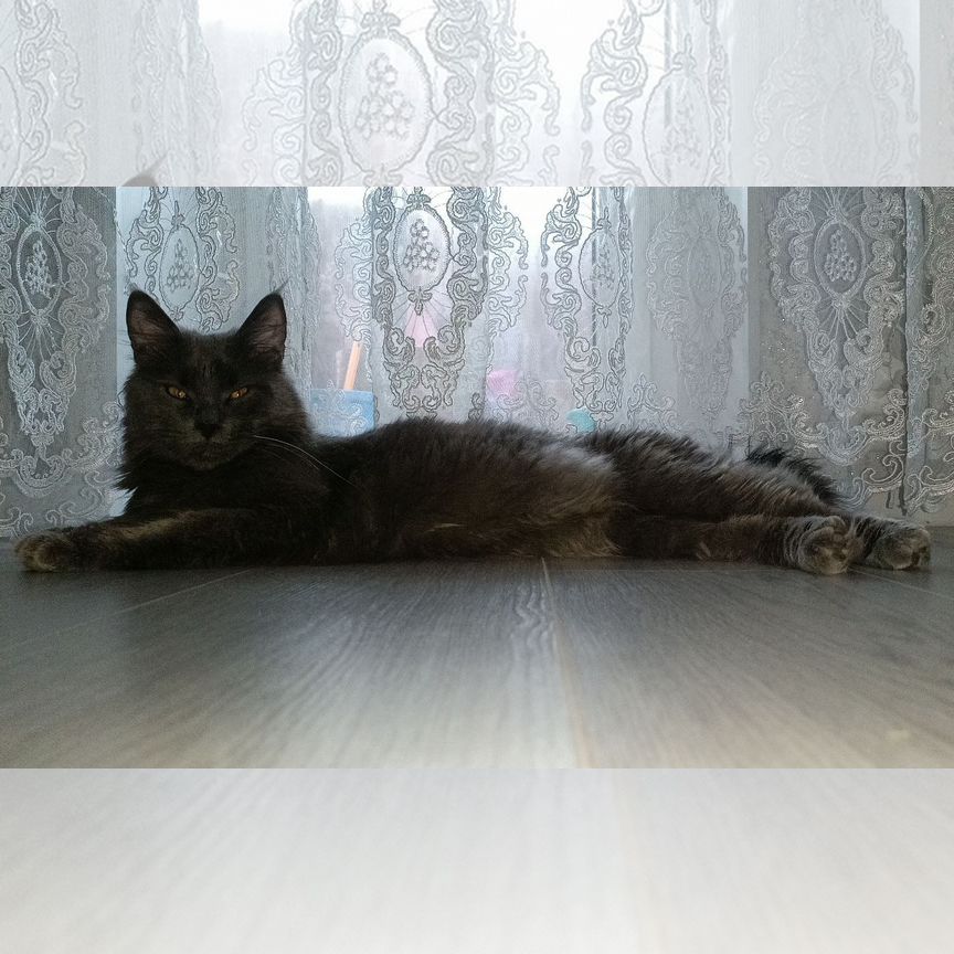 Продам кота породы Мейн-кун