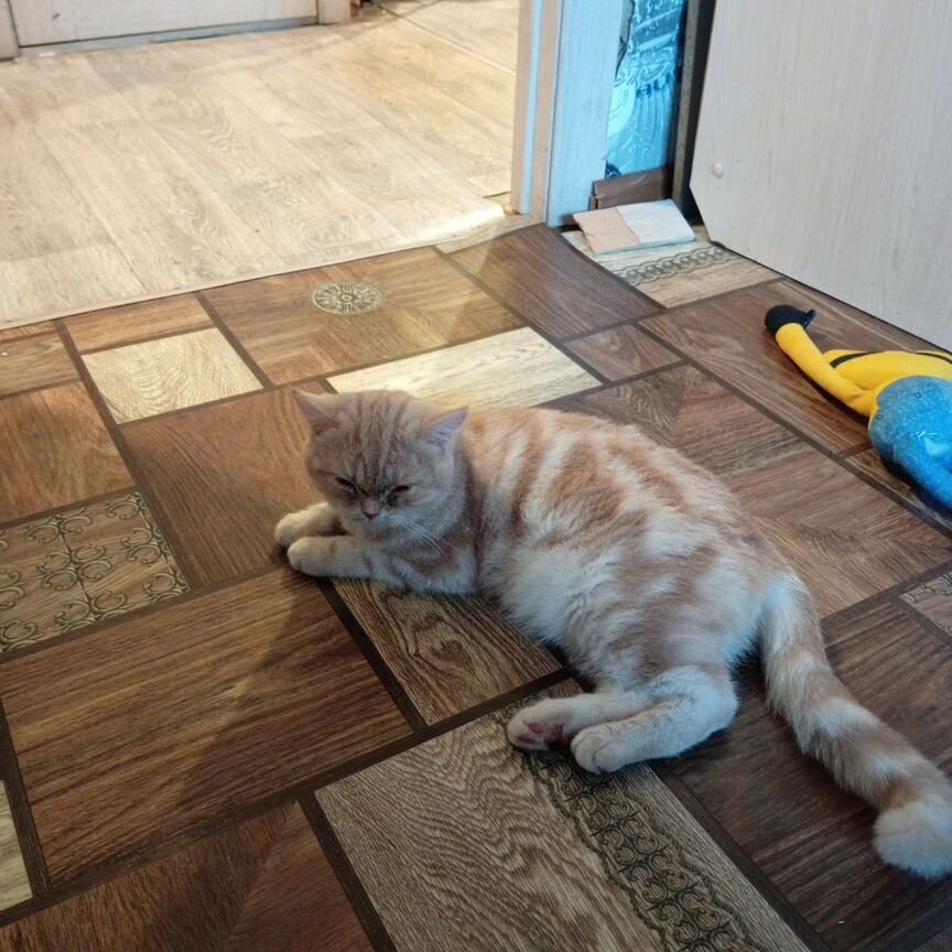 Отдам бесплатно в добрые руки