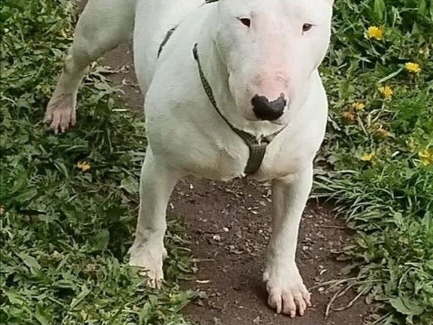 Одинокий бультерьер желает познакомиться