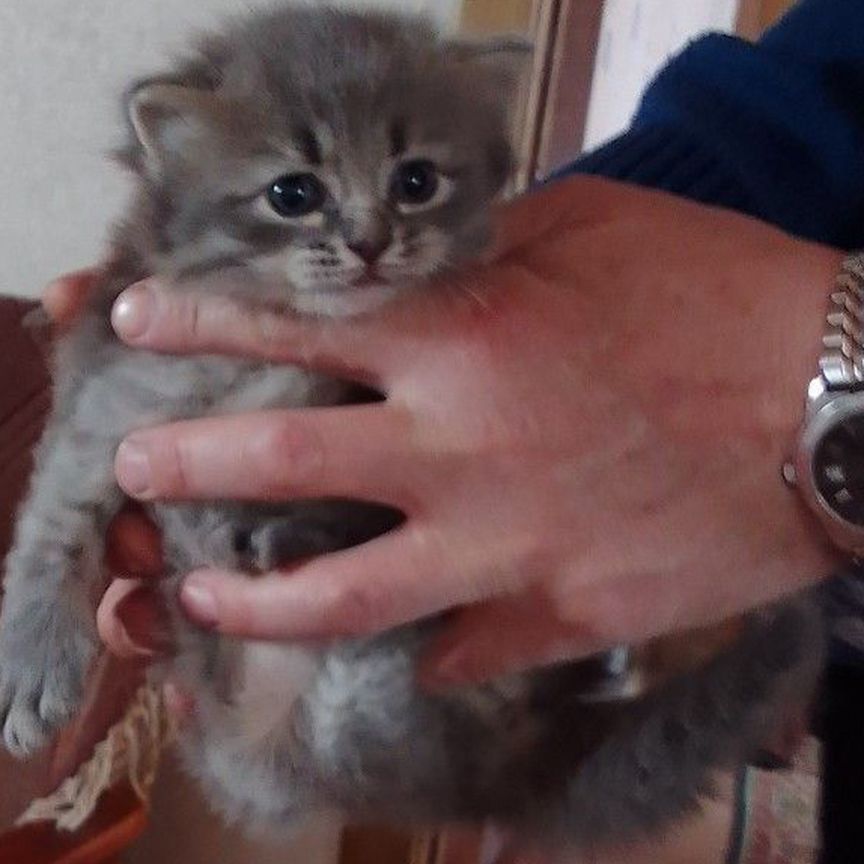Котенок