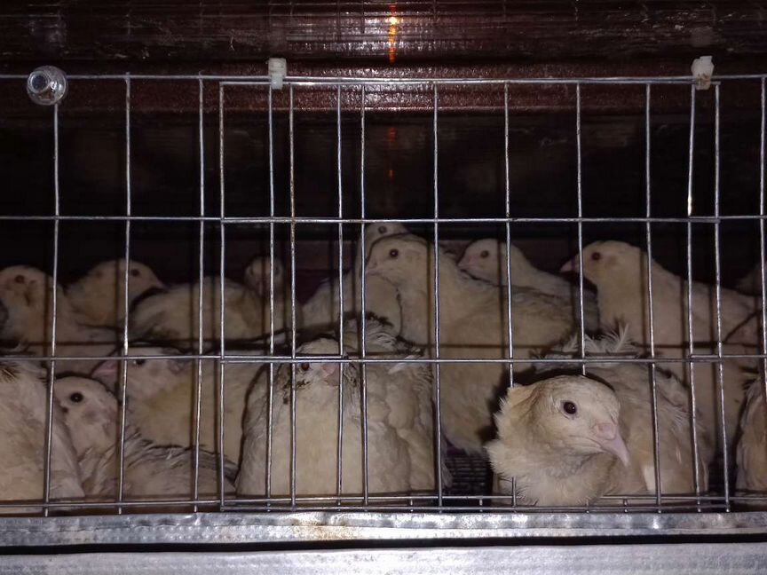 Перепела продажа