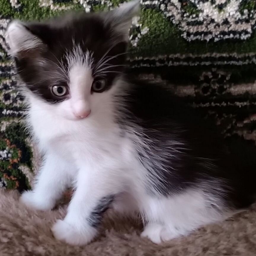Котёнок в добрые руки