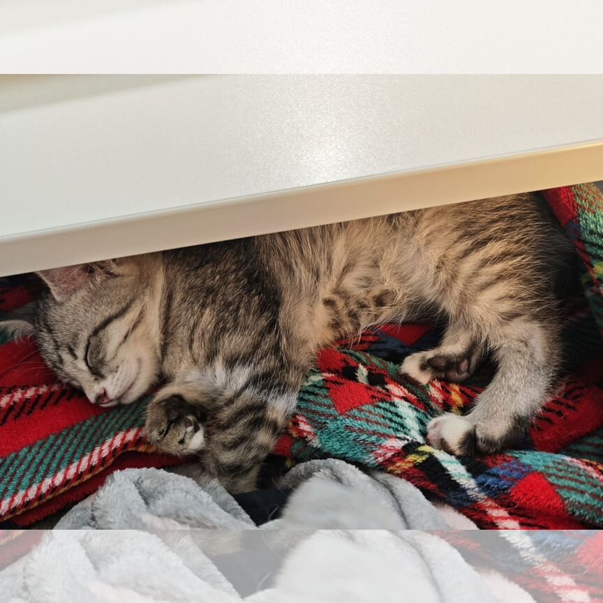 Котёнок в добрые руки