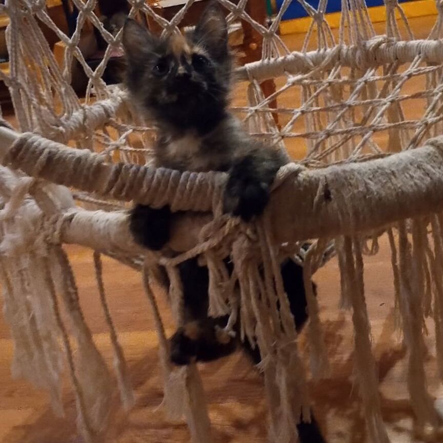 Котёнок