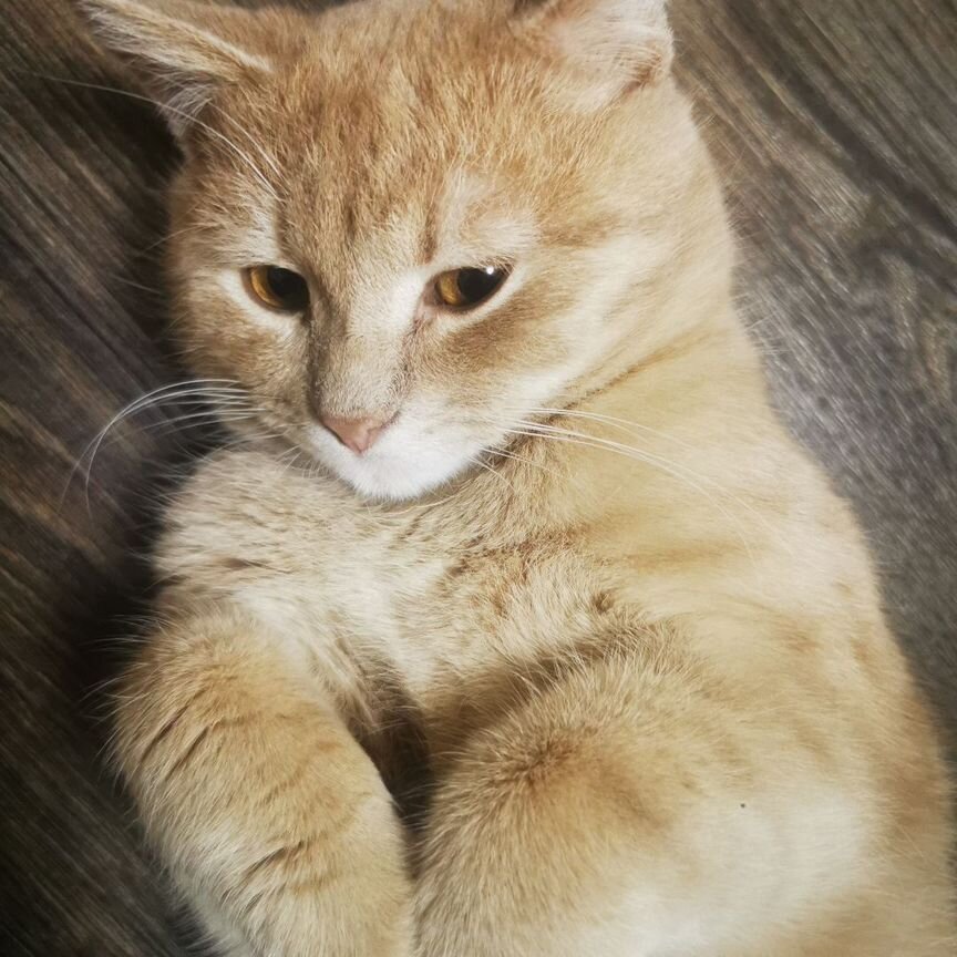 Кот