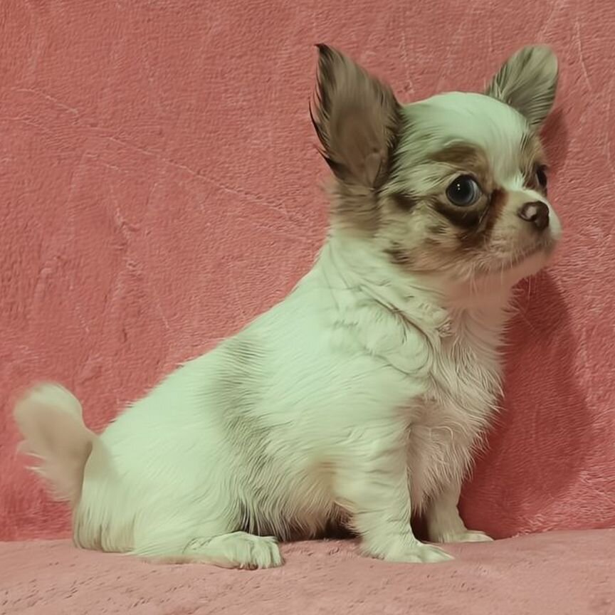 Чихуахуа, щенок