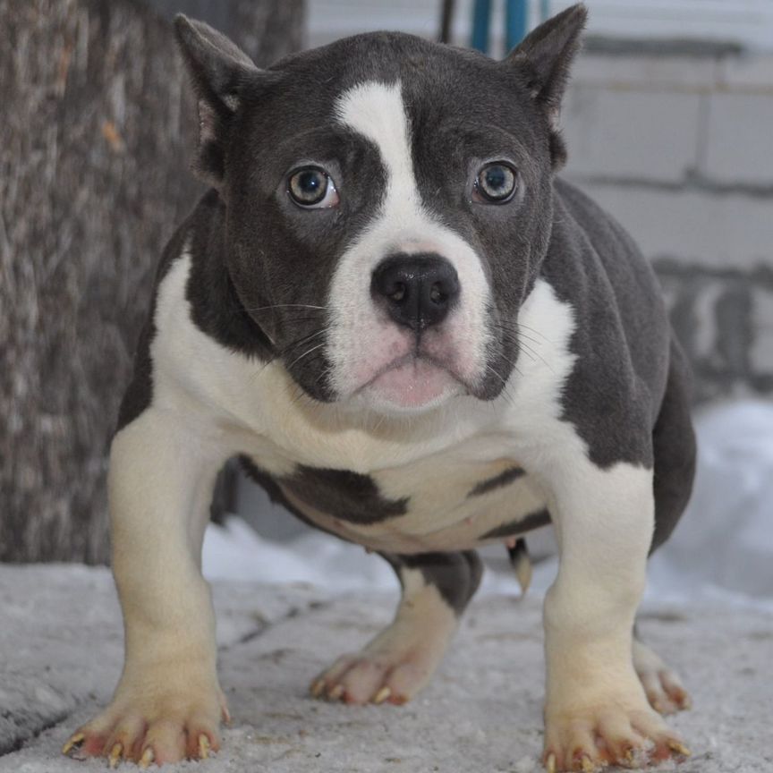 Американский булли, щенок