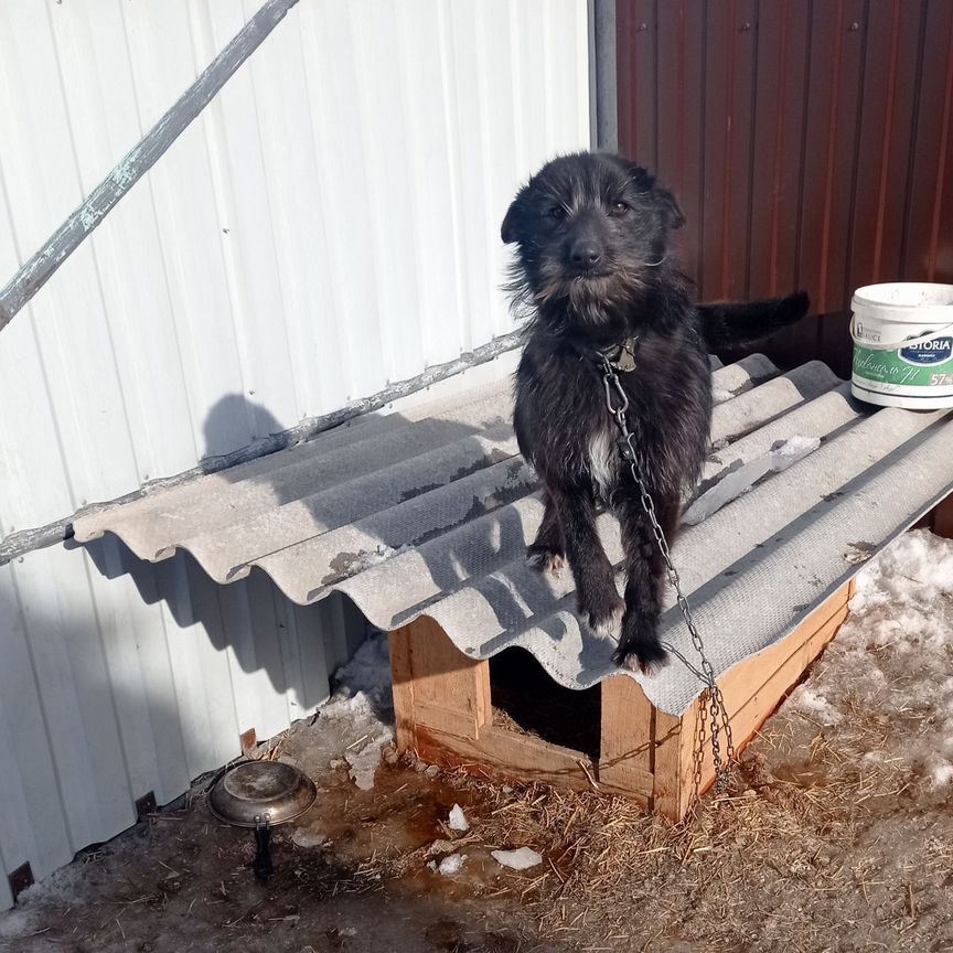 Собака в добрые руки