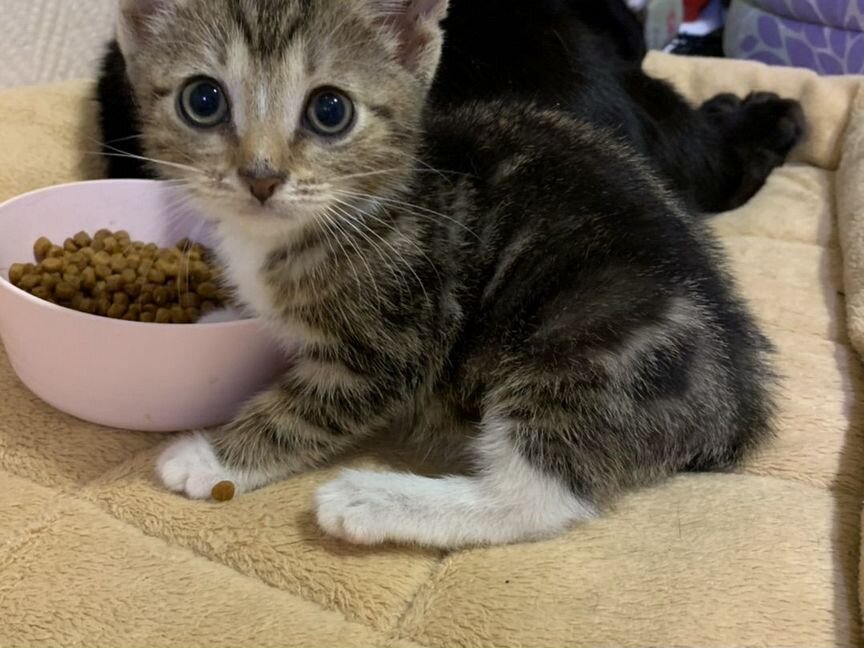 Котенок девочка мраморная
