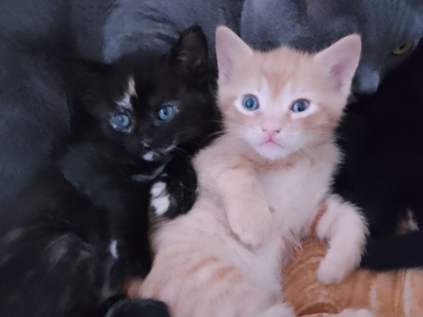 Британские котята