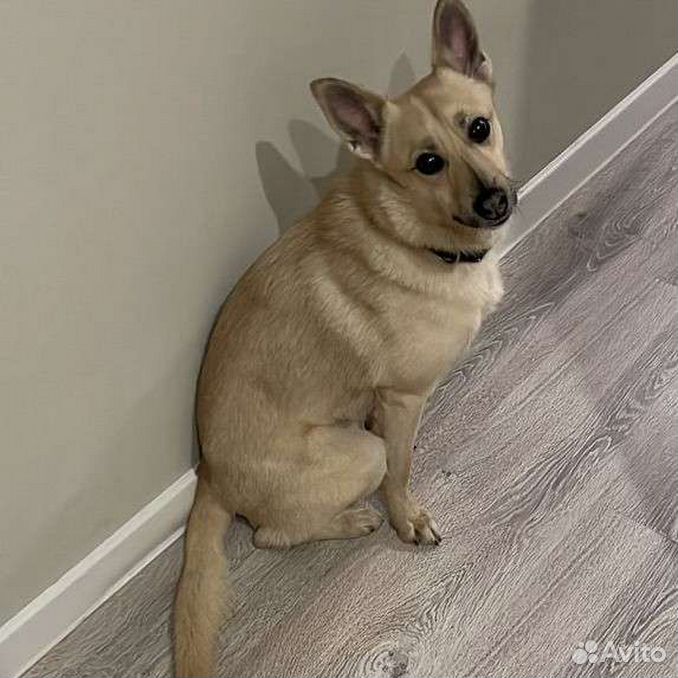 Пёсик Бонька в добрые руки