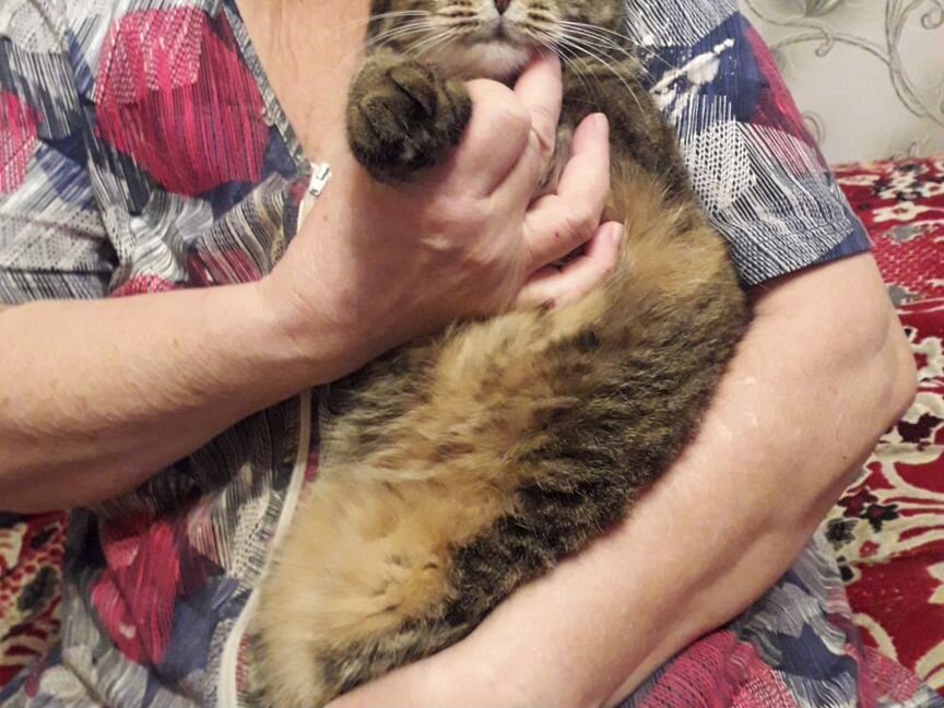 Кошка в добрые руки