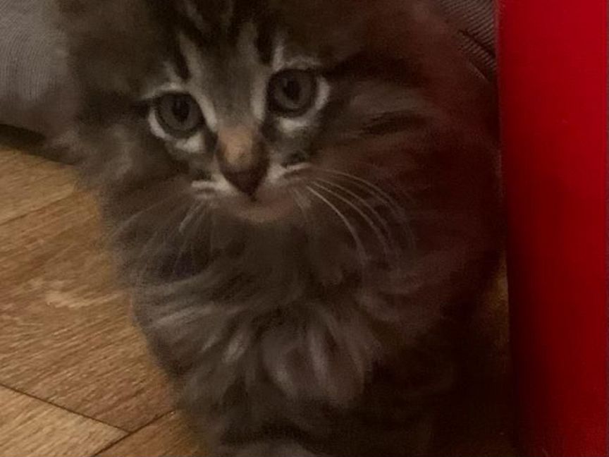 Котенок сибирский 3 месяца ищет дом