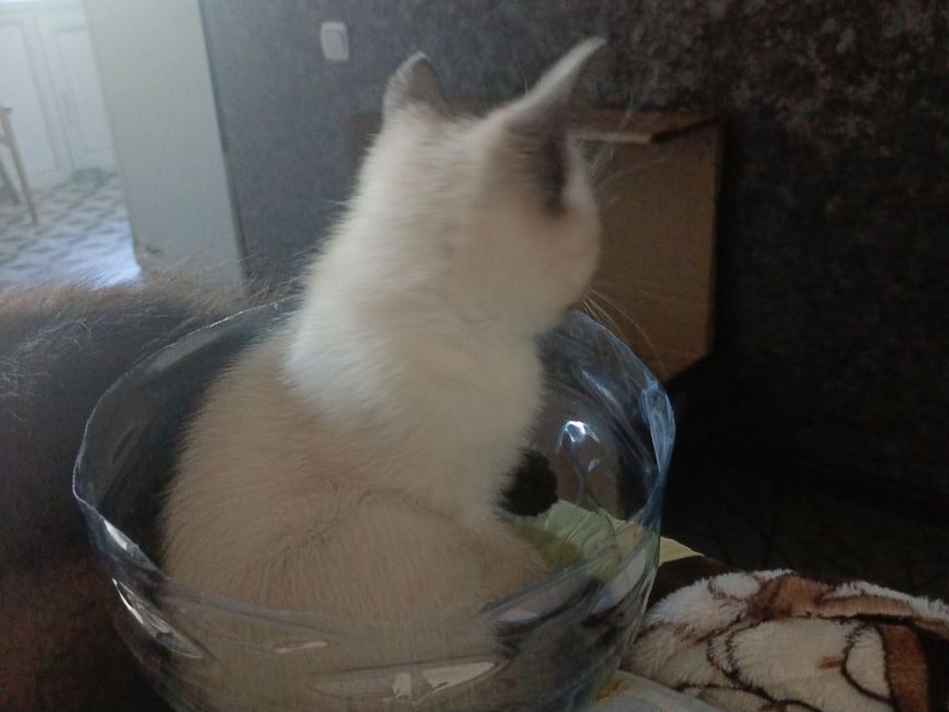 Котик сиам