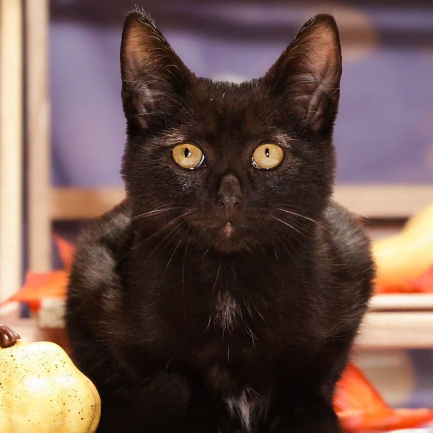 Котик,кошки,котята в добрые руки, бесплатно