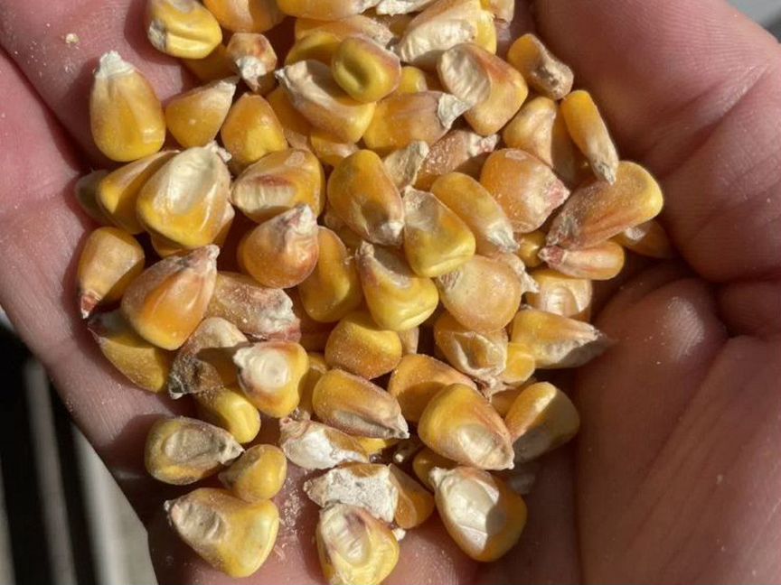 Кормовой овёс, Соя на корм