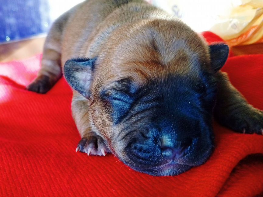 Французики